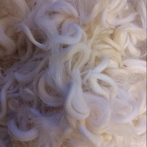 DEVON and CORNWALL LONGWOOL British Rare Breed Vulnerable Washed Locks ...