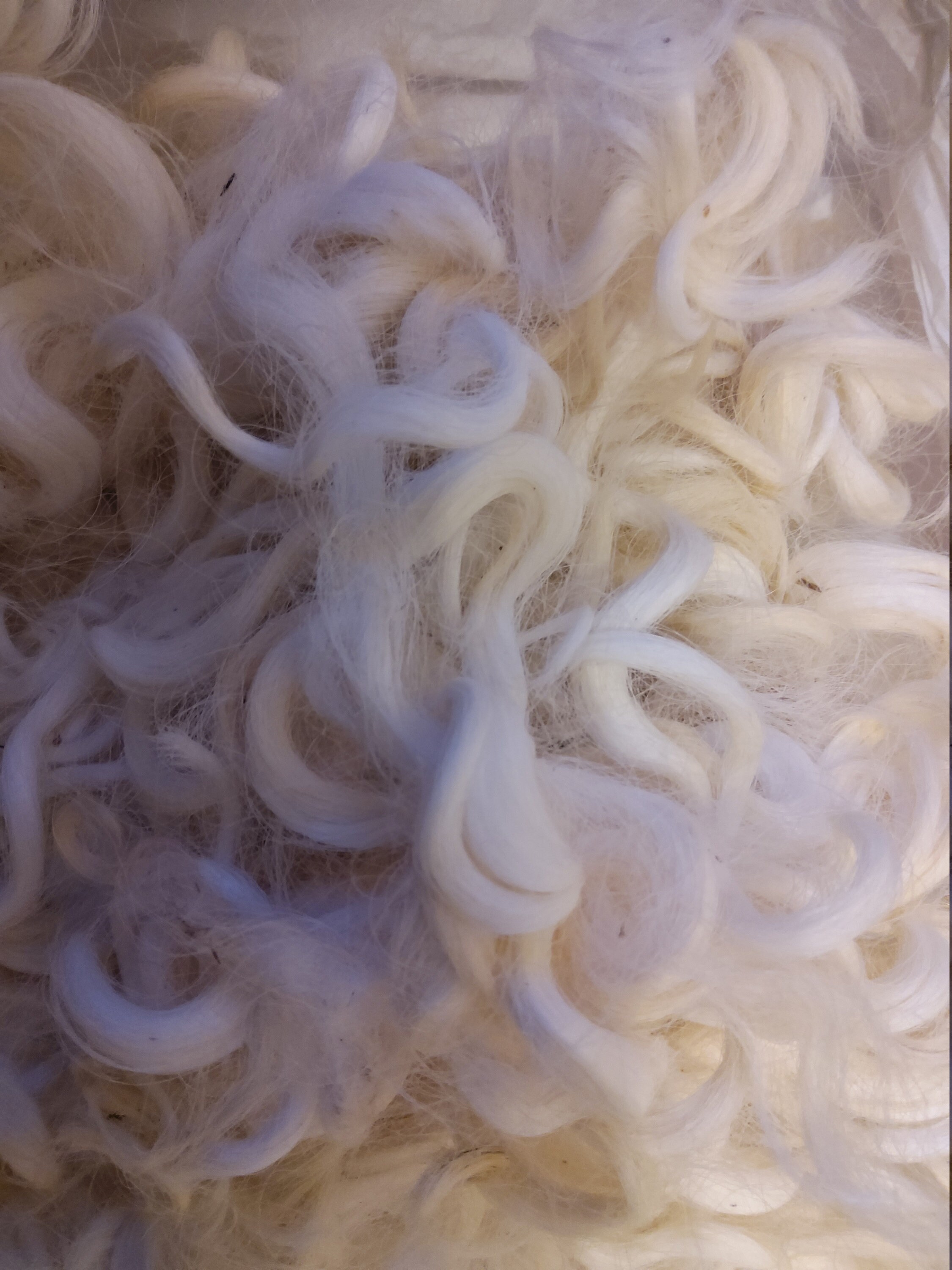 DEVON and CORNWALL LONGWOOL British rare breed vulnerable | Etsy