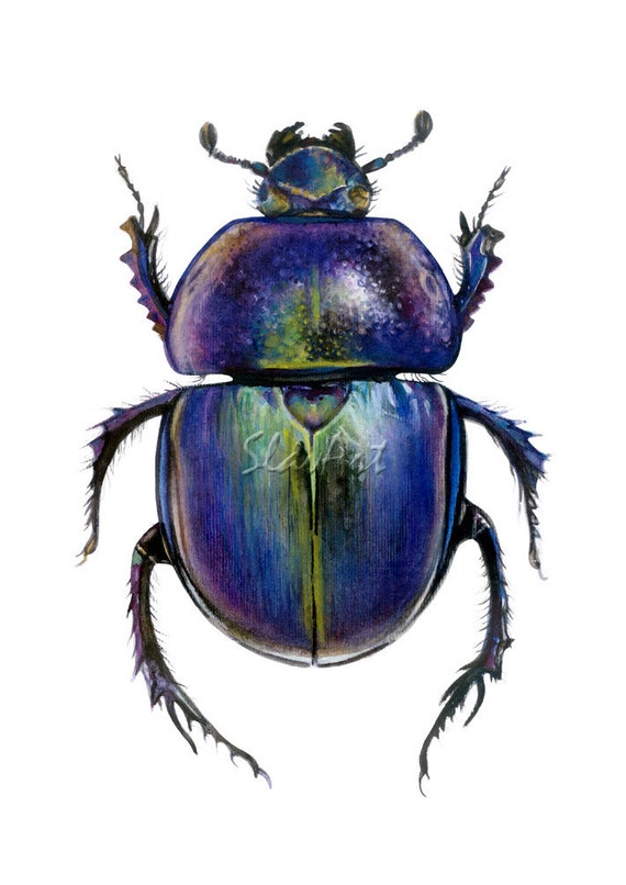 Scarab Beetle Drawing