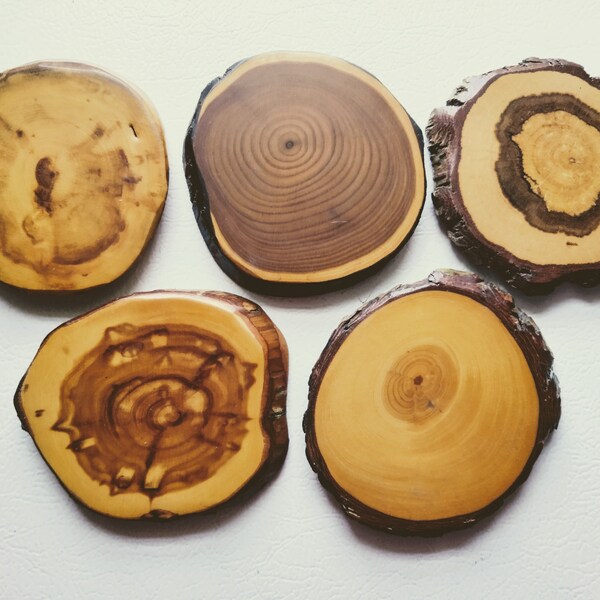 Tree Branch Slices - Etsy