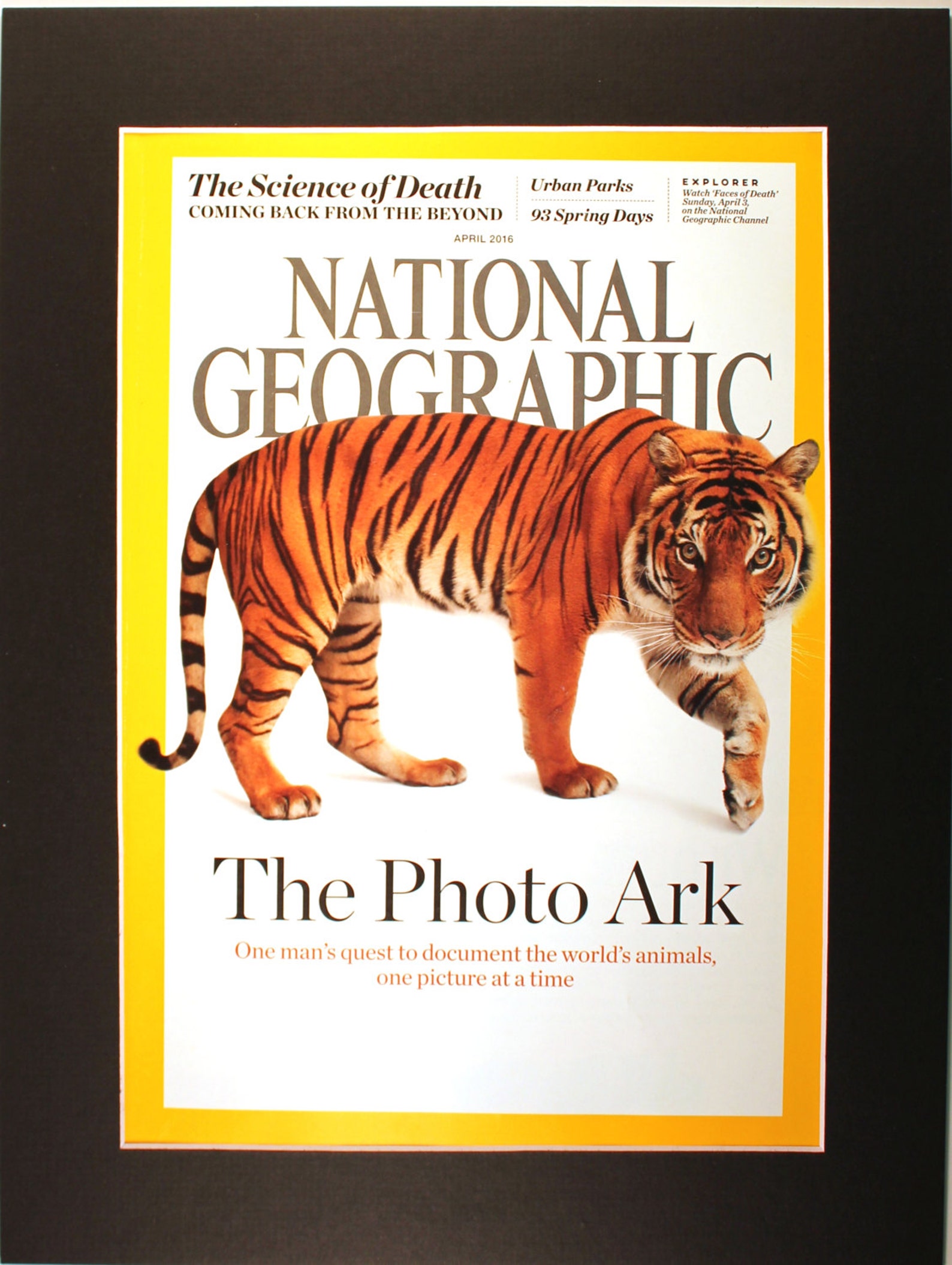 Photo Ark Tiger National Geographic Cover With Mat/magazine - Etsy Sweden