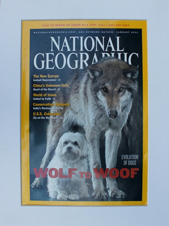 Wolf Hd National Geographic