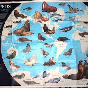 Pinnipeds Around the World & Antarctica Vintage Map/ National ...