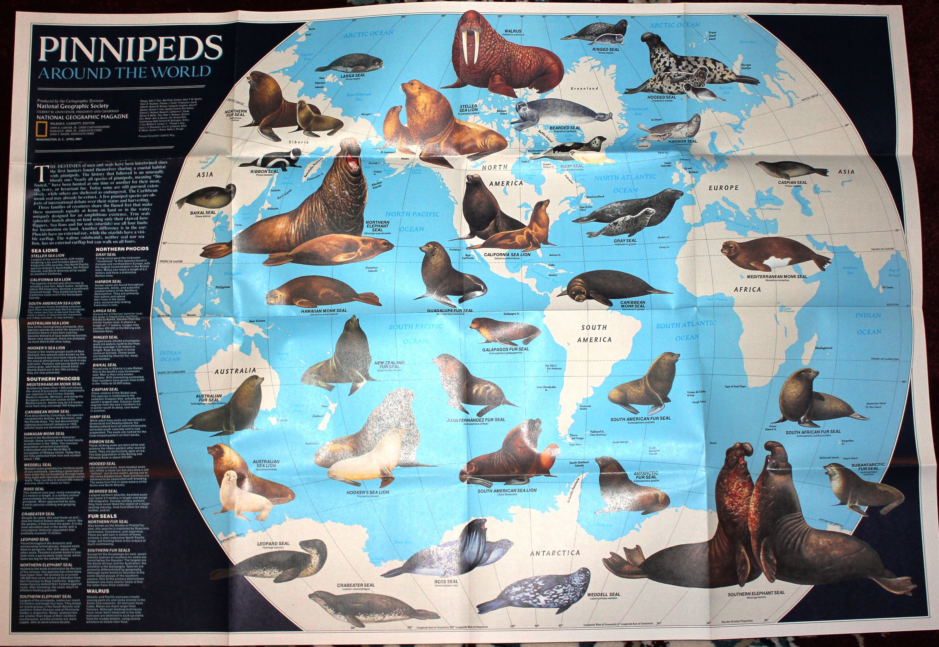 Pinnípedos alrededor del mundo y la Antártida mapa vintage / - Etsy España
