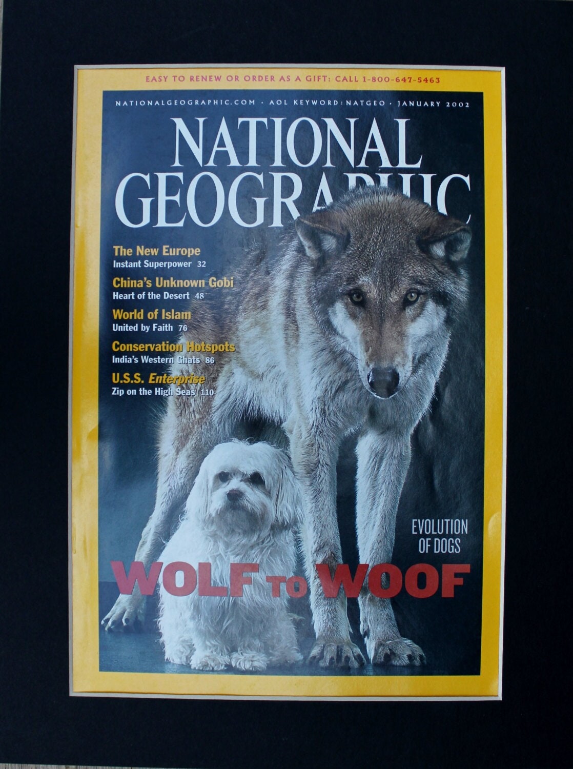 Wolf Hd National Geographic