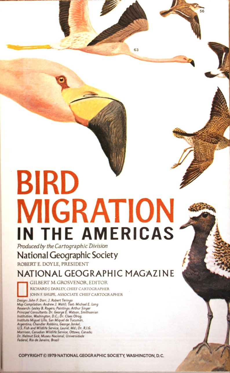Bird Migration in the Americas Map-chart/ Cartography/ Maps/ | Etsy