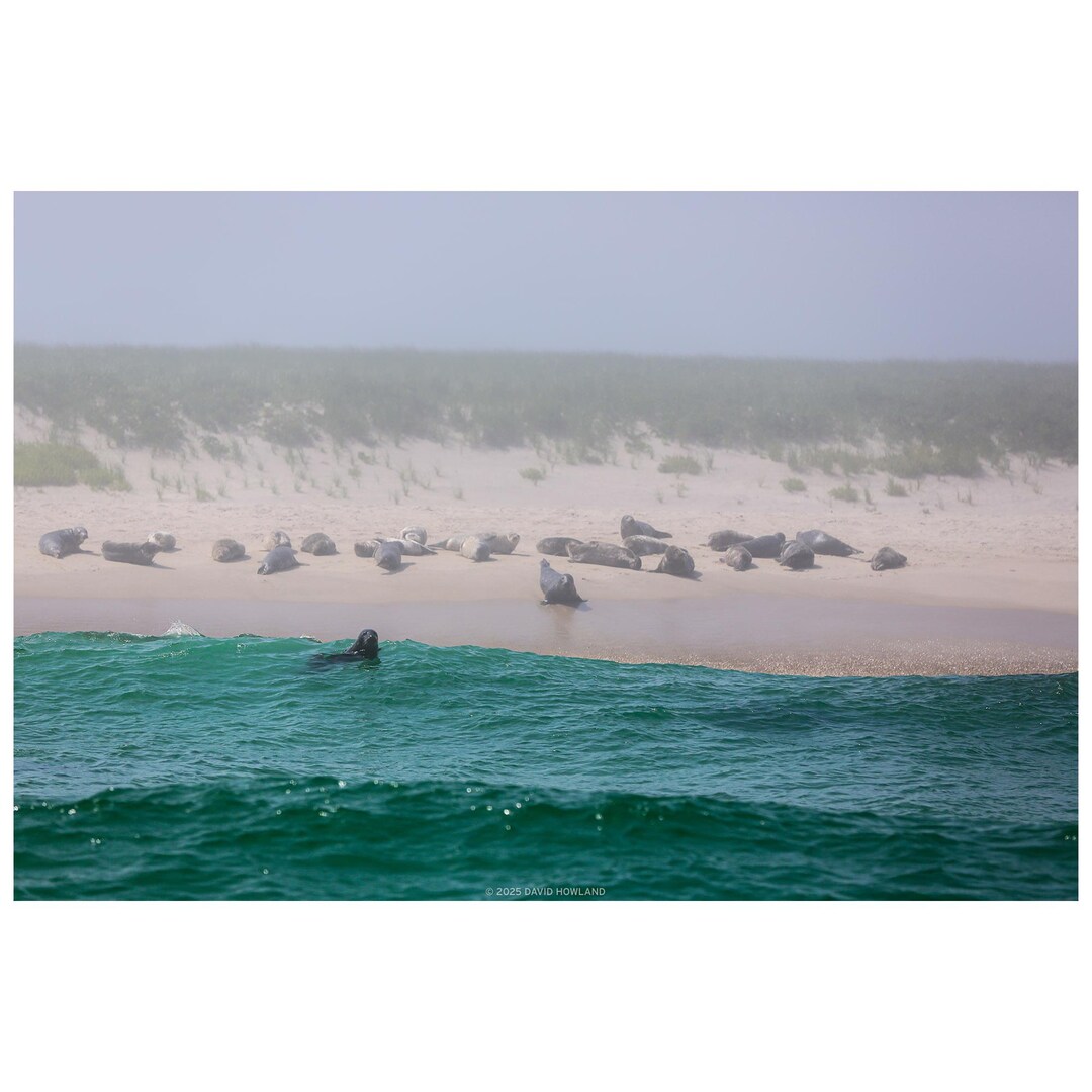 Monomoy Seals Print - Cape Cod Wildlife Art, Seal Photography From ...