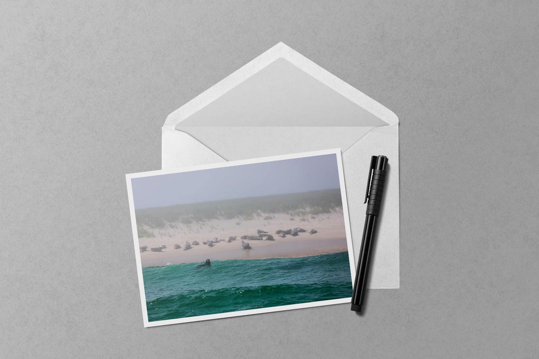 Monomoy Seals 5x7 Notecard - Cape Cod Seal Blank Greeting Card ...