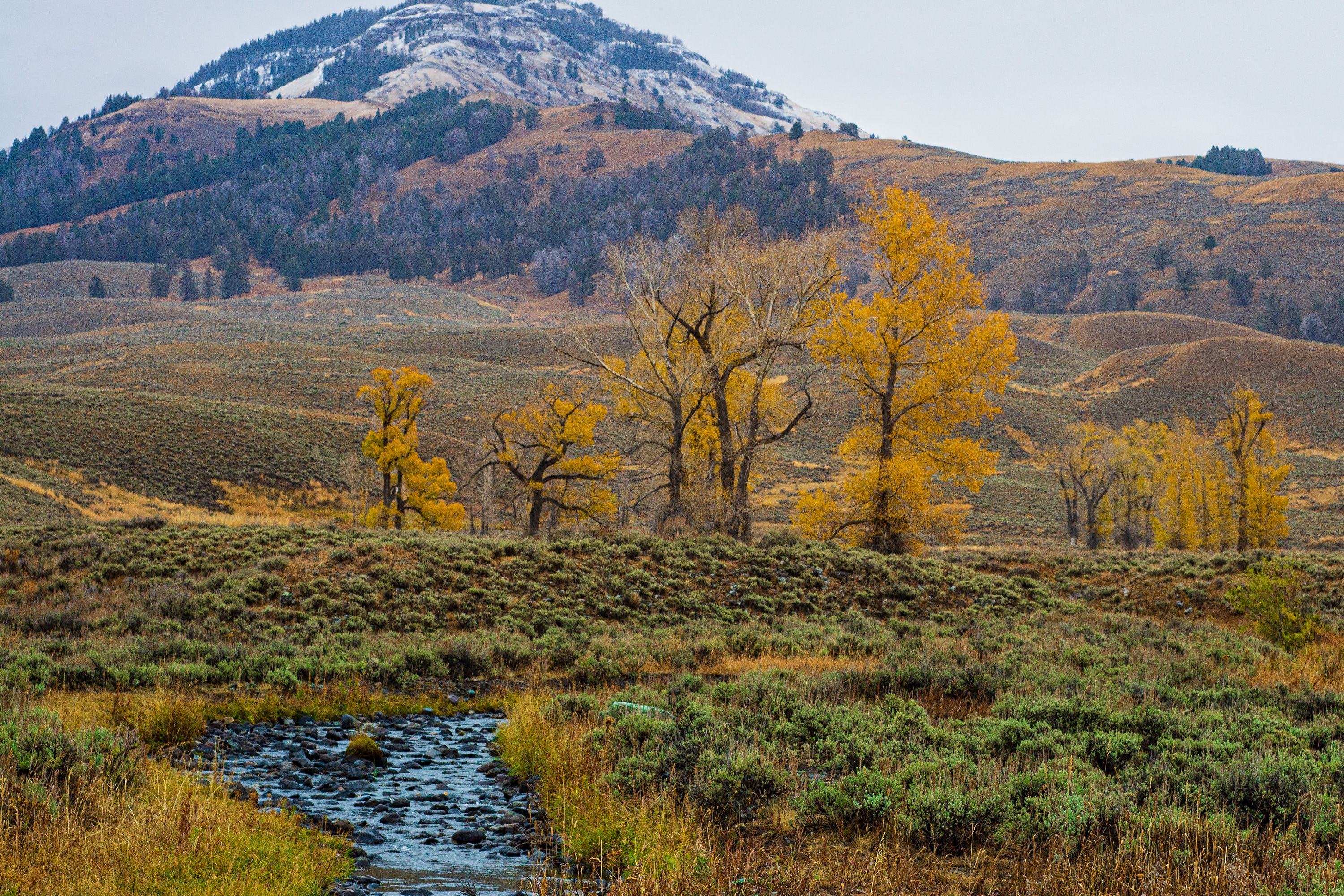 Yellowstone National Park Fall Aspens Photo - Print of Yellowstone Fall ...
