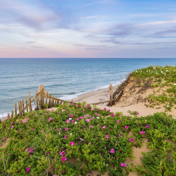 Cape Cod Flowers - Etsy