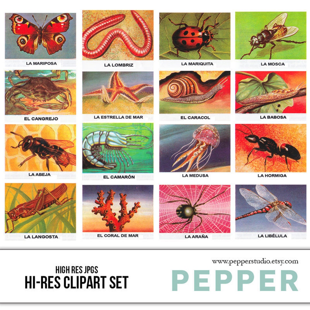 Invertebrates - Retro Clipart - Vintage Illustrations, Spanish ...
