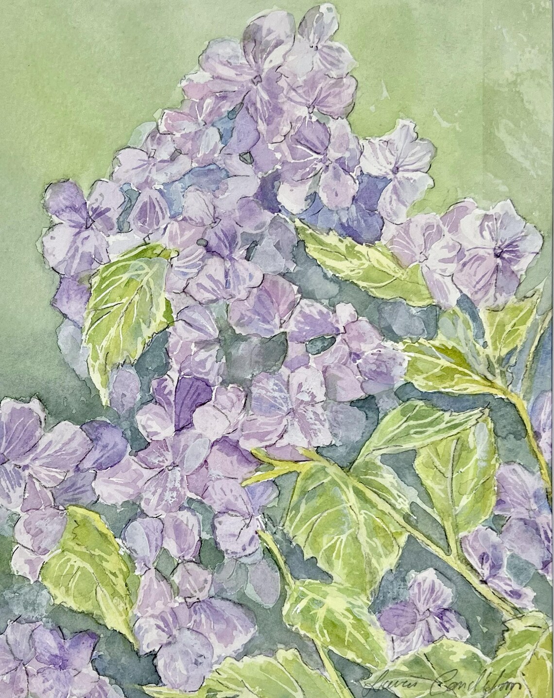 Summer Blooms- Hydrangea - Etsy