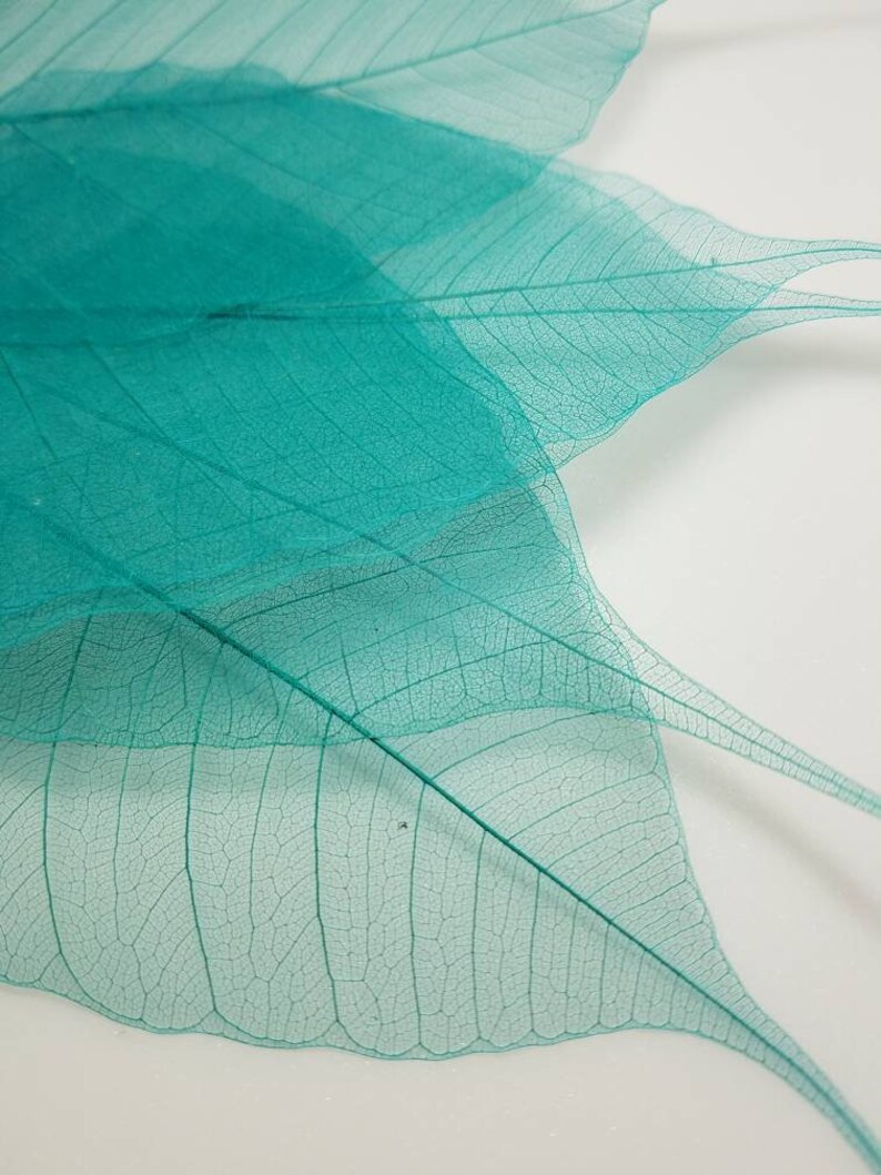 Turquoise blue bodhi skeleton leaves | Etsy