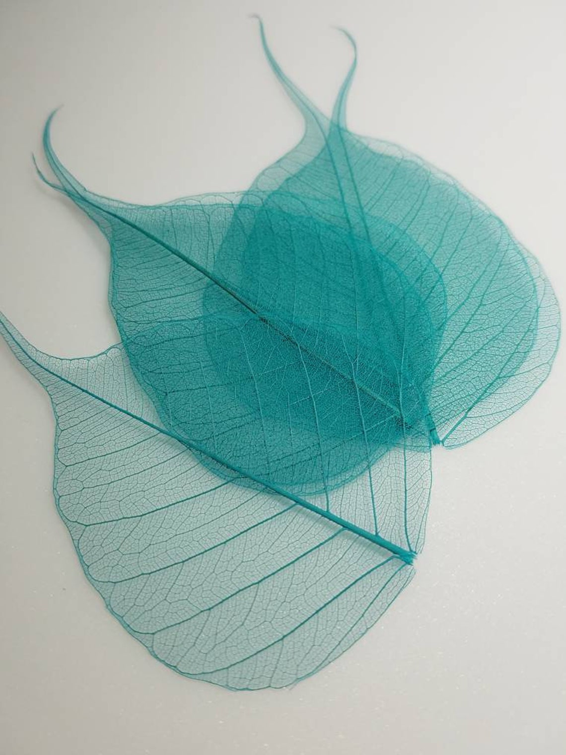 Turquoise Blue Bodhi Skeleton Leaves | Etsy