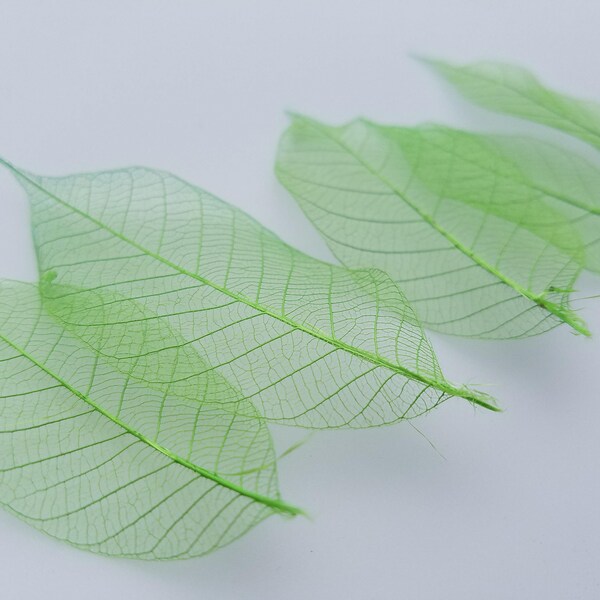 Skeleton Leaves - Etsy