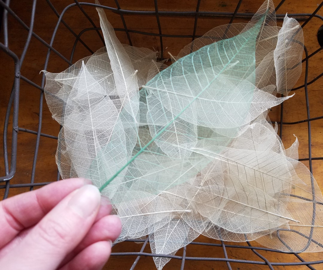 Door Prize Drawing Set of Leaves - Etsy