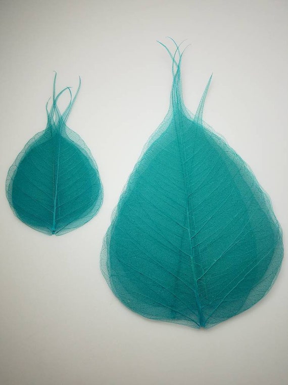 Turquoise blue bodhi skeleton leaves | Etsy
