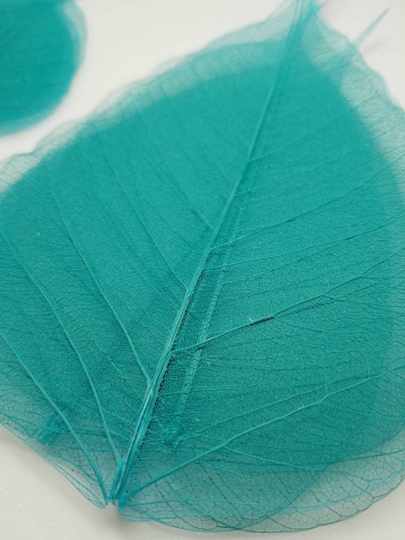Turquoise blue bodhi skeleton leaves | Etsy