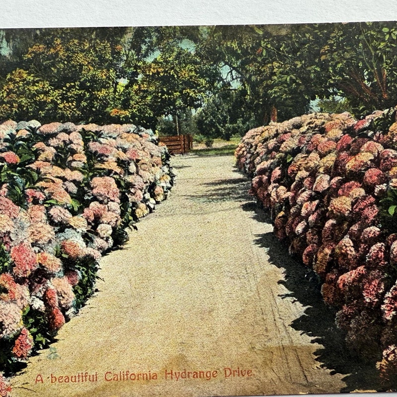 Hydrangea Postcard - Etsy