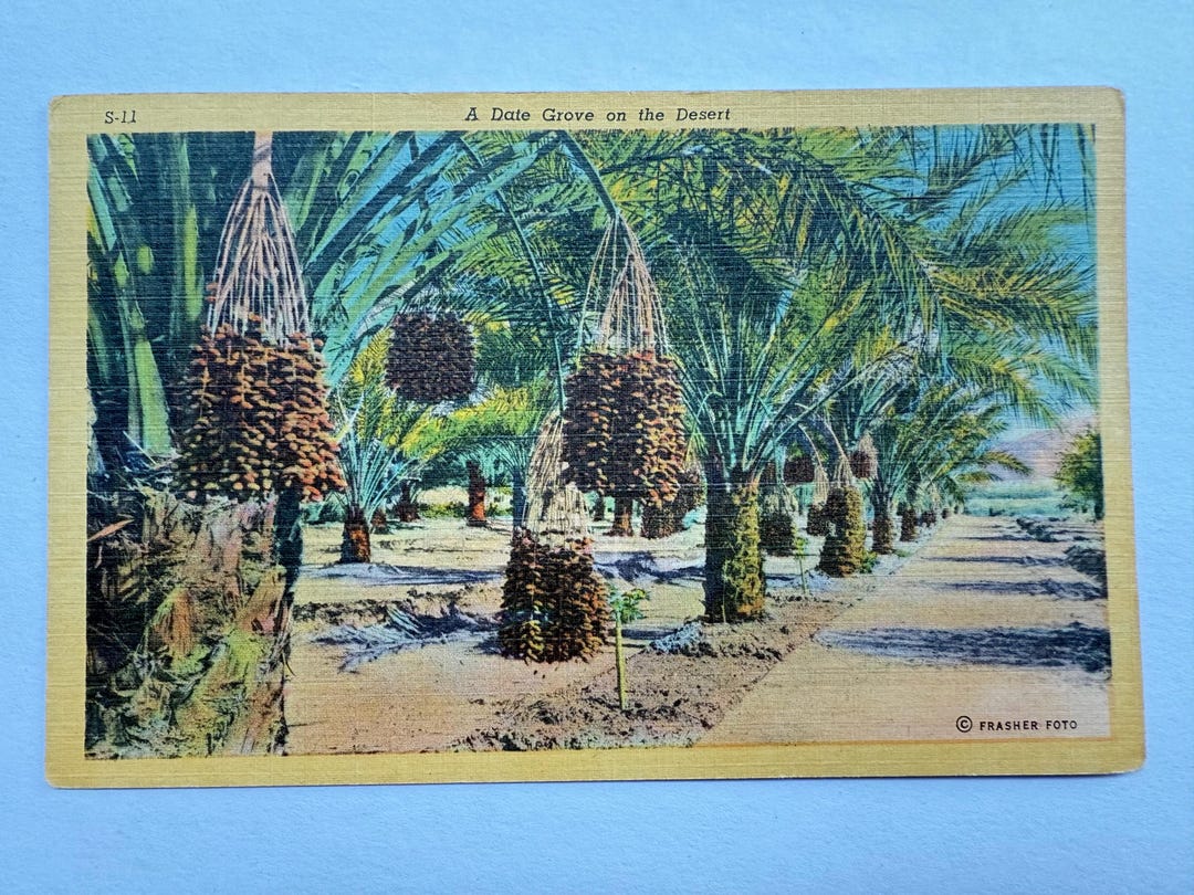 A Date Grove on the Desert, Date Palms, Vintage Linen Postcard - Etsy