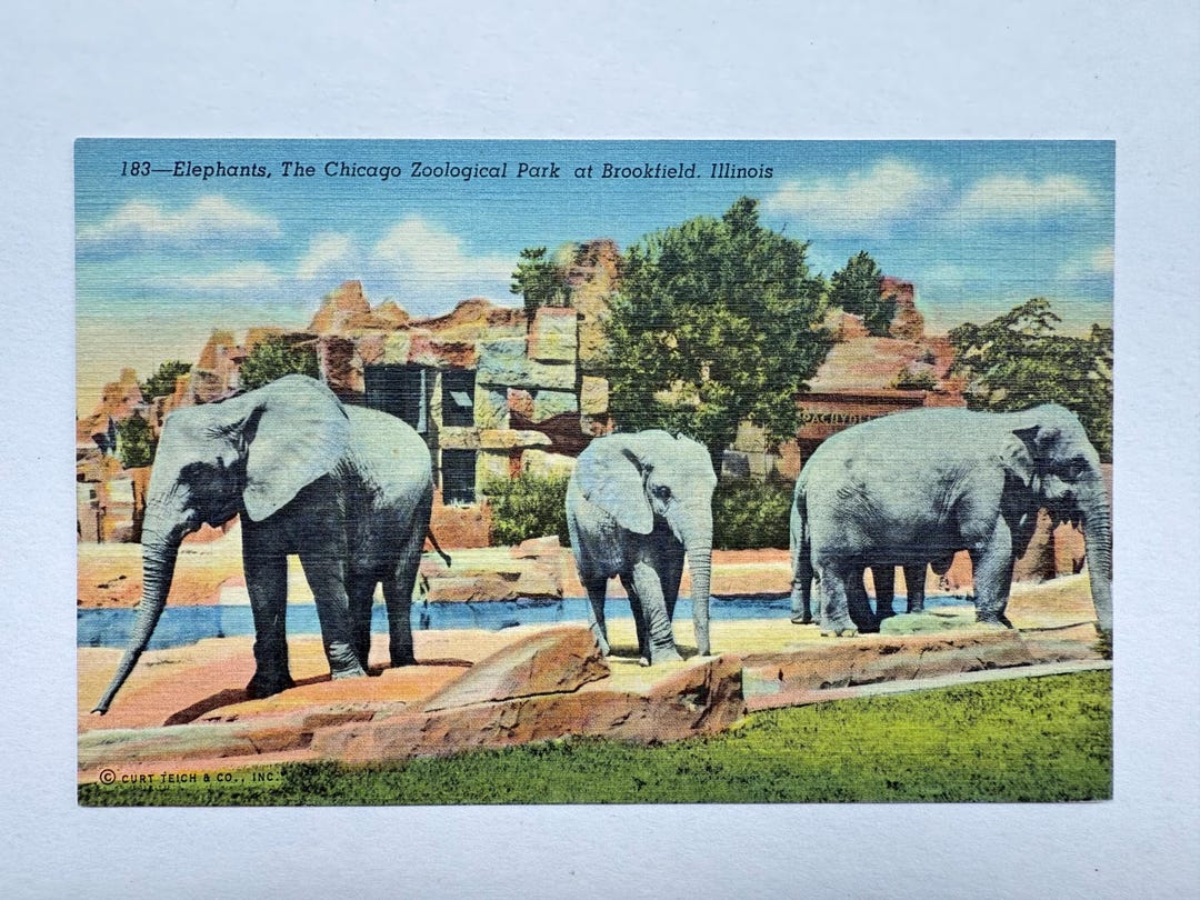 Elephants at the Chicago Zoological Park, Brookfield Zoo, Chicago ...
