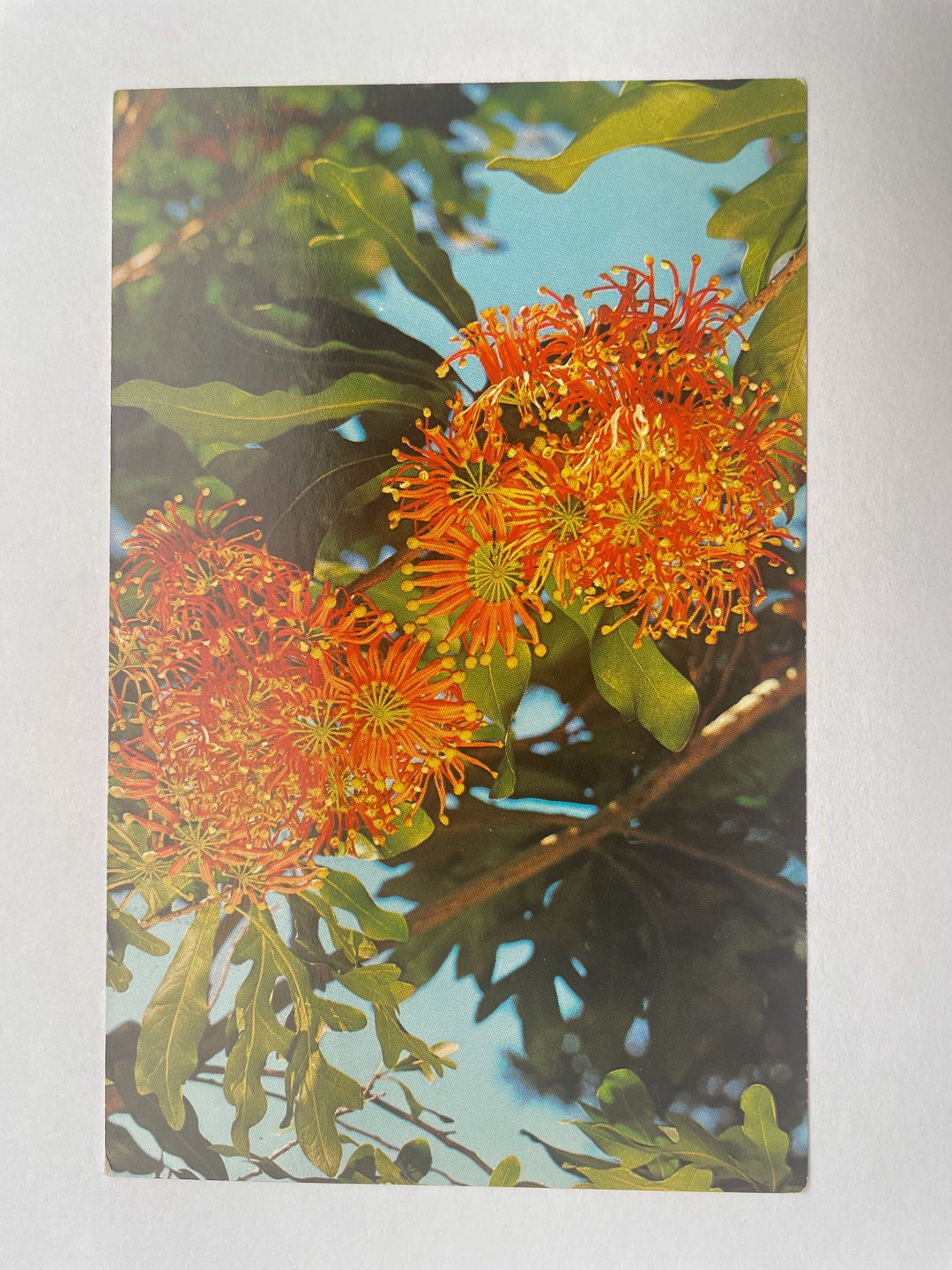 Firewheel Tree at Los Angeles State and County Arboretum, Arcadia ...
