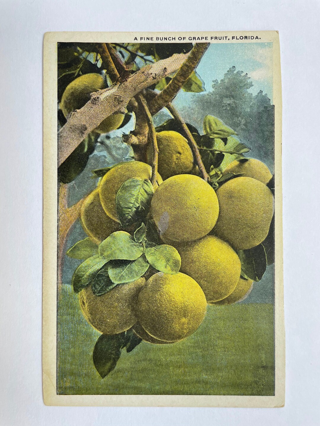 A Fine Bunch of Grapefruit, Florida, Vintage Postcard - Etsy