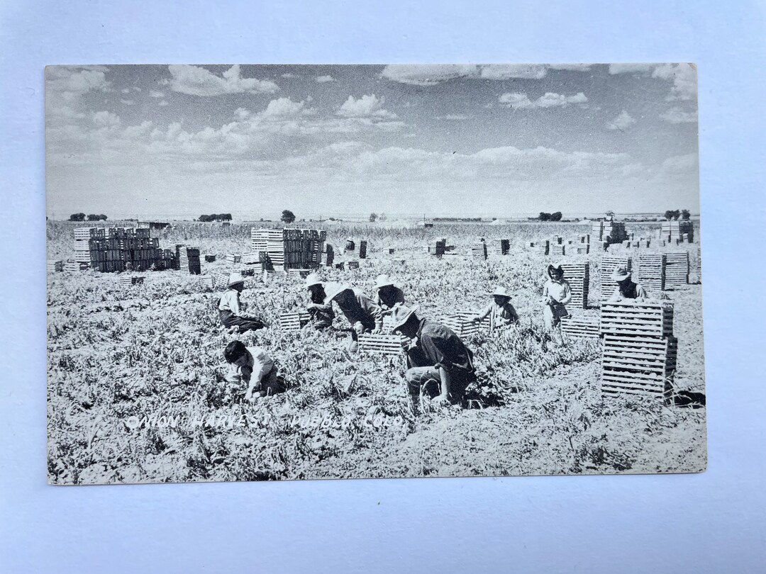 Onion Harvest Pueblo Colorado Vintage Postcard - Etsy