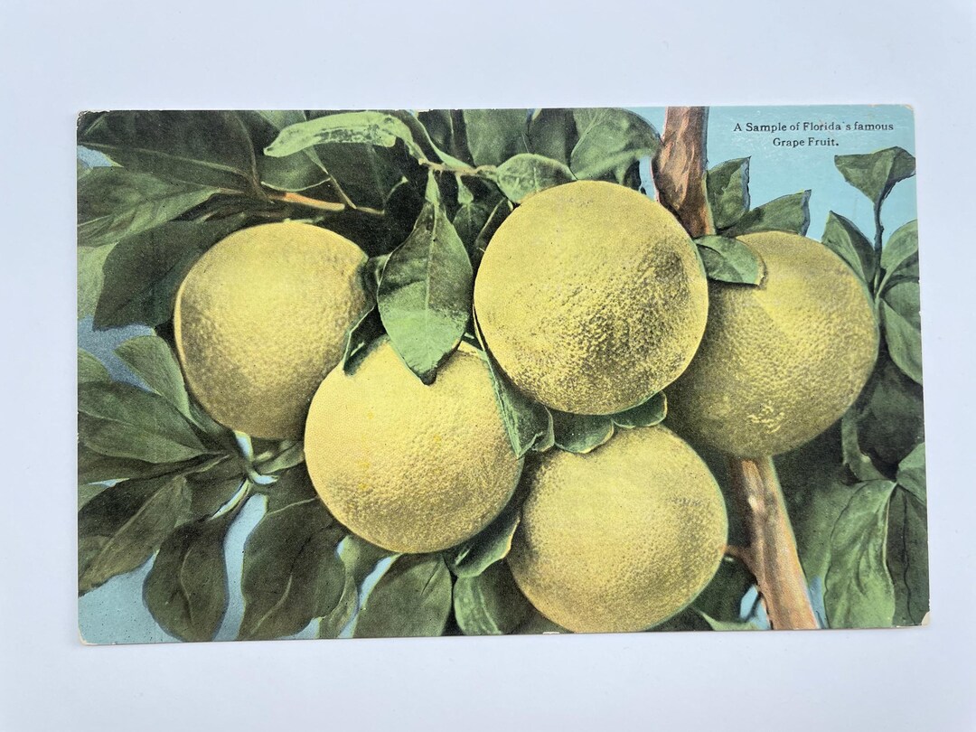 A Sample of Florida's Famous Grapefruit, Florida, Vintage Postcard - Etsy
