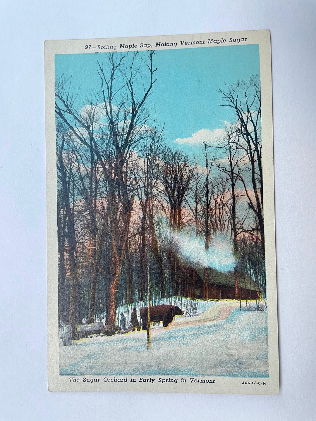 Sugar Orchard in Early Spring, Making Maple Syrup in Vermont, Vintage ...