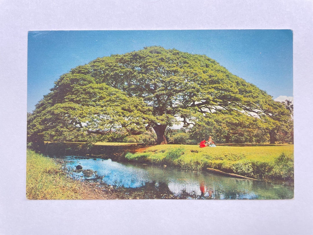 Hawaiian Monkey Pod Tree Vintage Postcard - Etsy