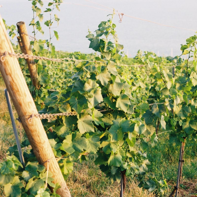German Vineyard Wall Art - Etsy