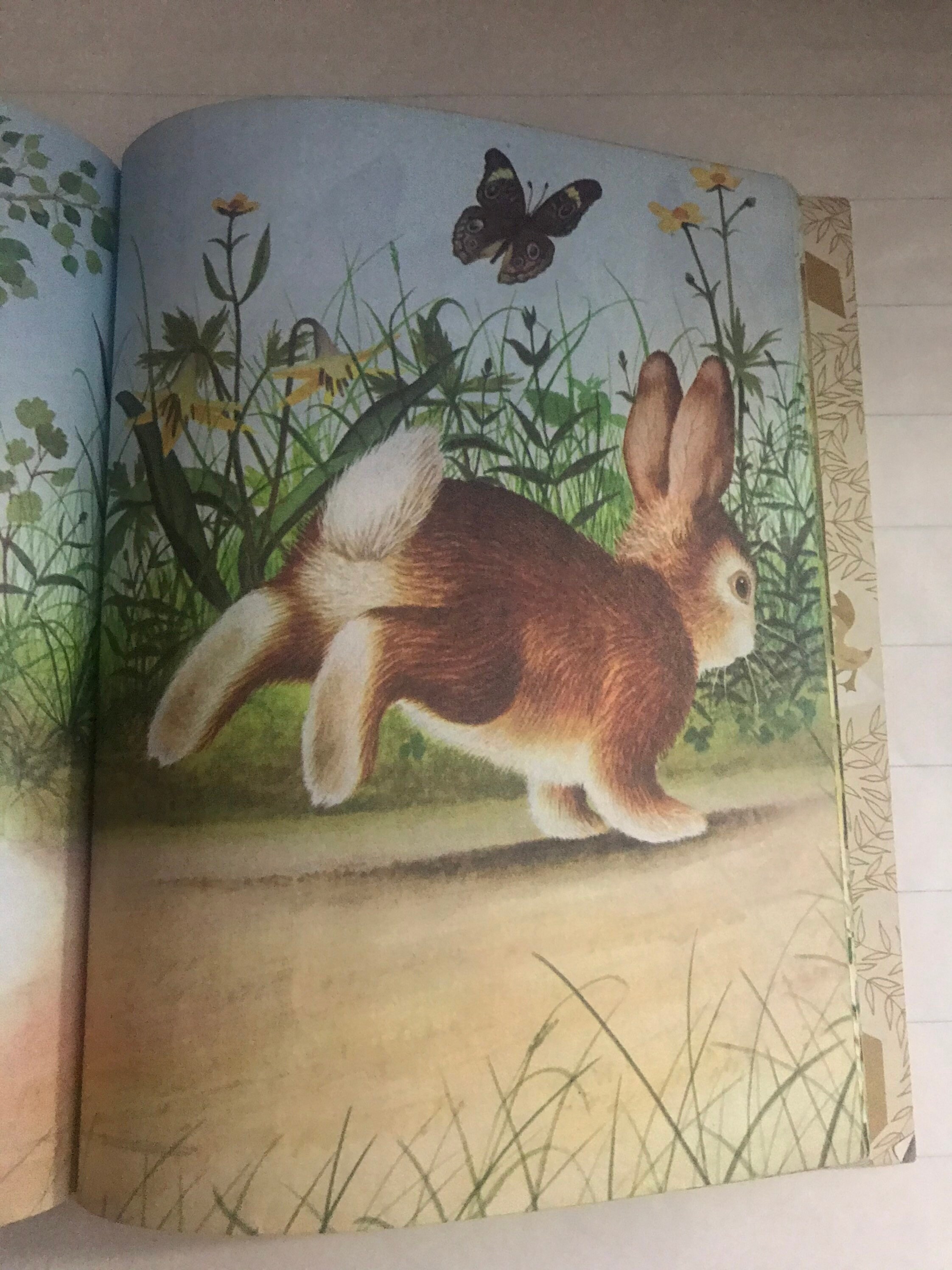 1961 Home for A Bunny Children's Book Springtime Easter Time Rabbits ...