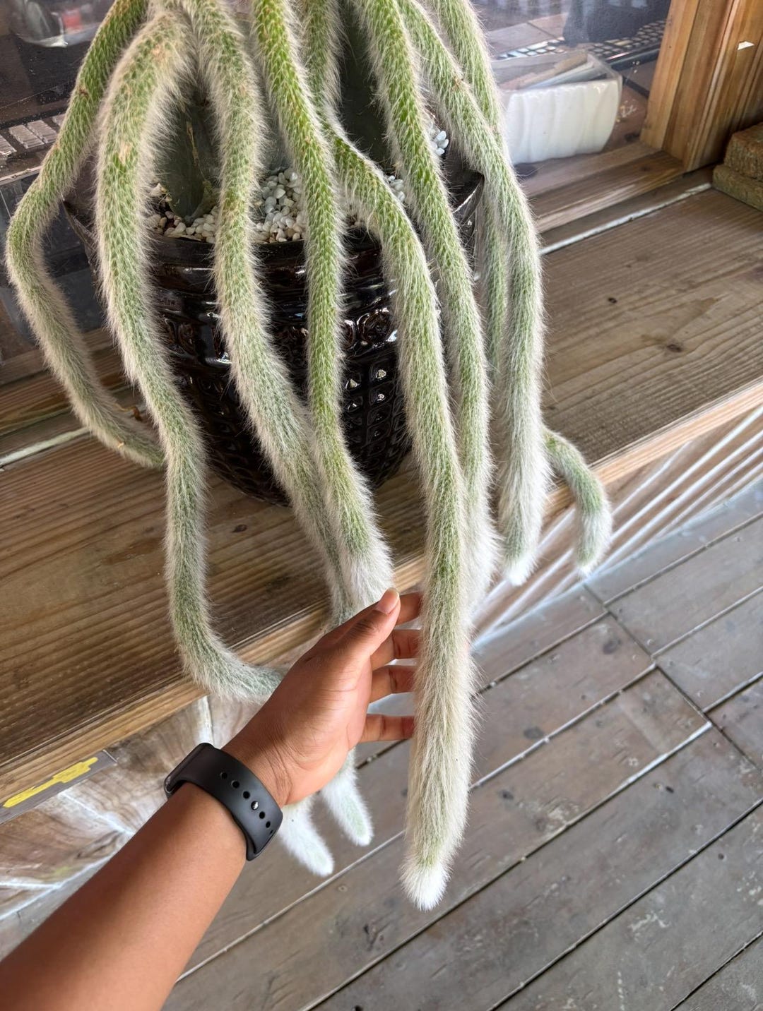 Monkey Tail Cactus, Matured Cleistocactus Colademononis 4.5" Pot ...