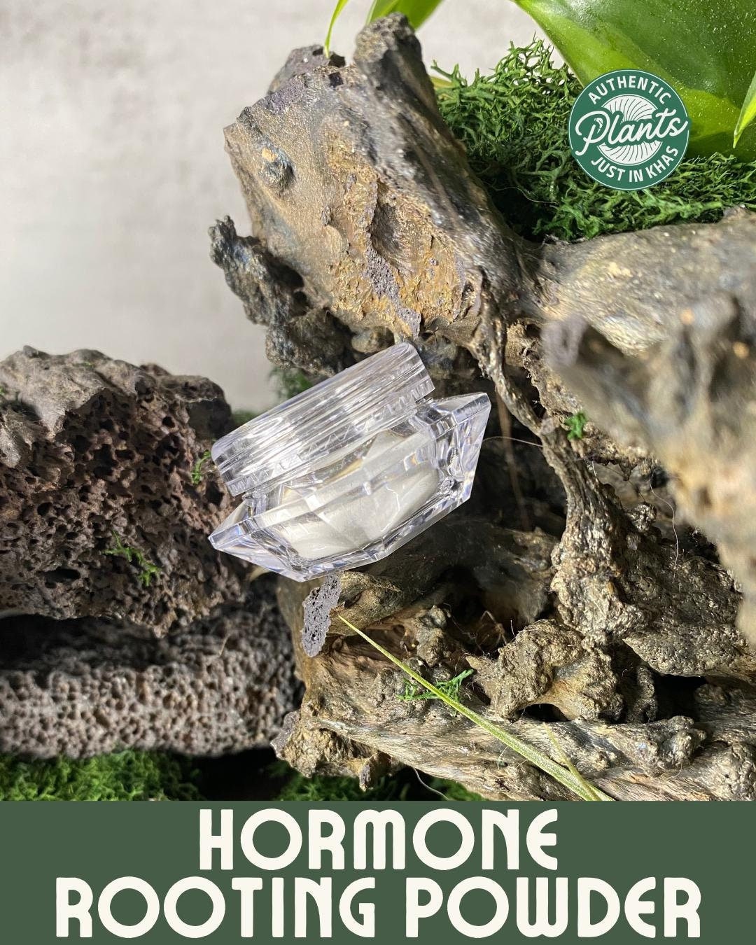 Root Stimulator for Plants, Rooting Hormone for Cuttings, Propagation ...