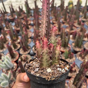 Euphorbia Trigona Ruby: Rare African Milk Tree - 4" Live Cactus - Etsy