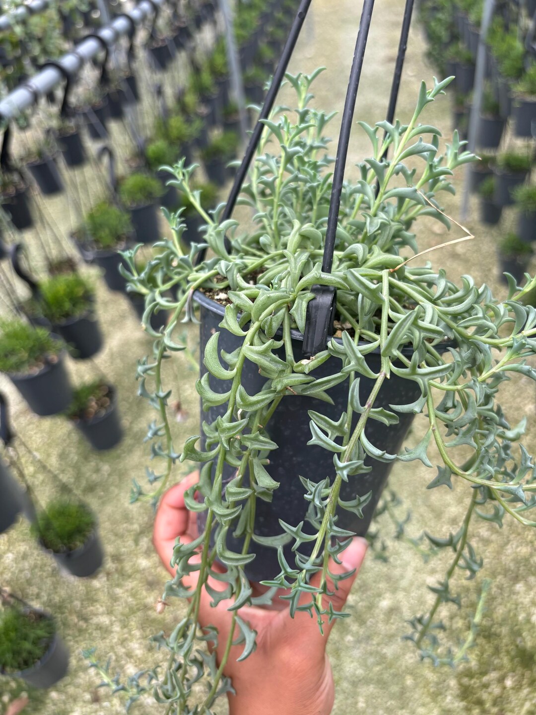 String of Dolphins Hanging Plants , Trailing Succulent, Hanging ...