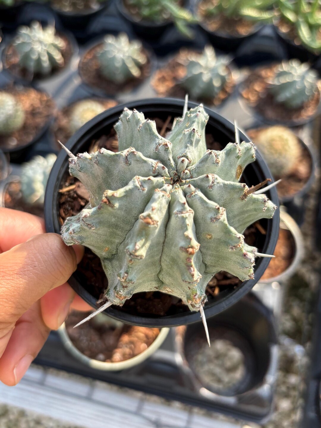 Euphorbia Polygona - 4" Live Cactus | Euphorbia Polygona Snowflake ...