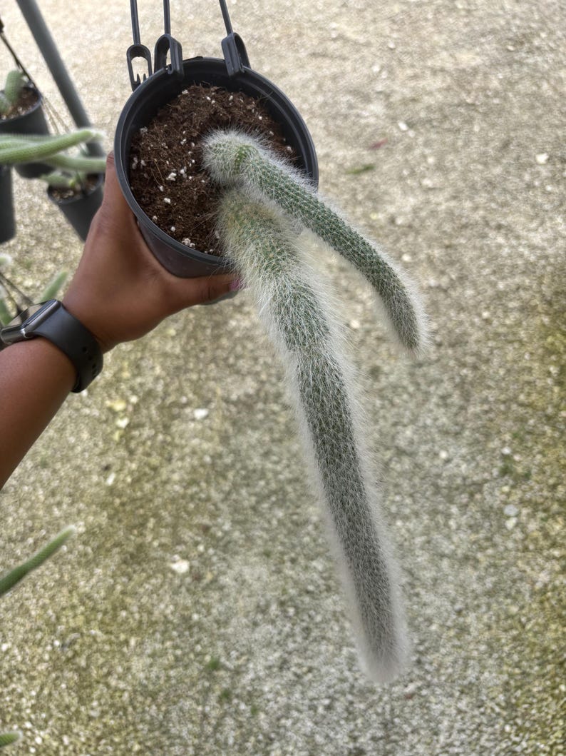 Monkey Tail Cactus, Matured Cleistocactus Colademononis 4.5" Pot ...