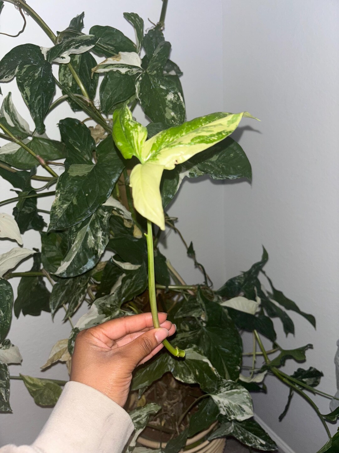 Syngonium Albo Plant Cutting - Rare Variegated Arrow Head Leaf | Live ...