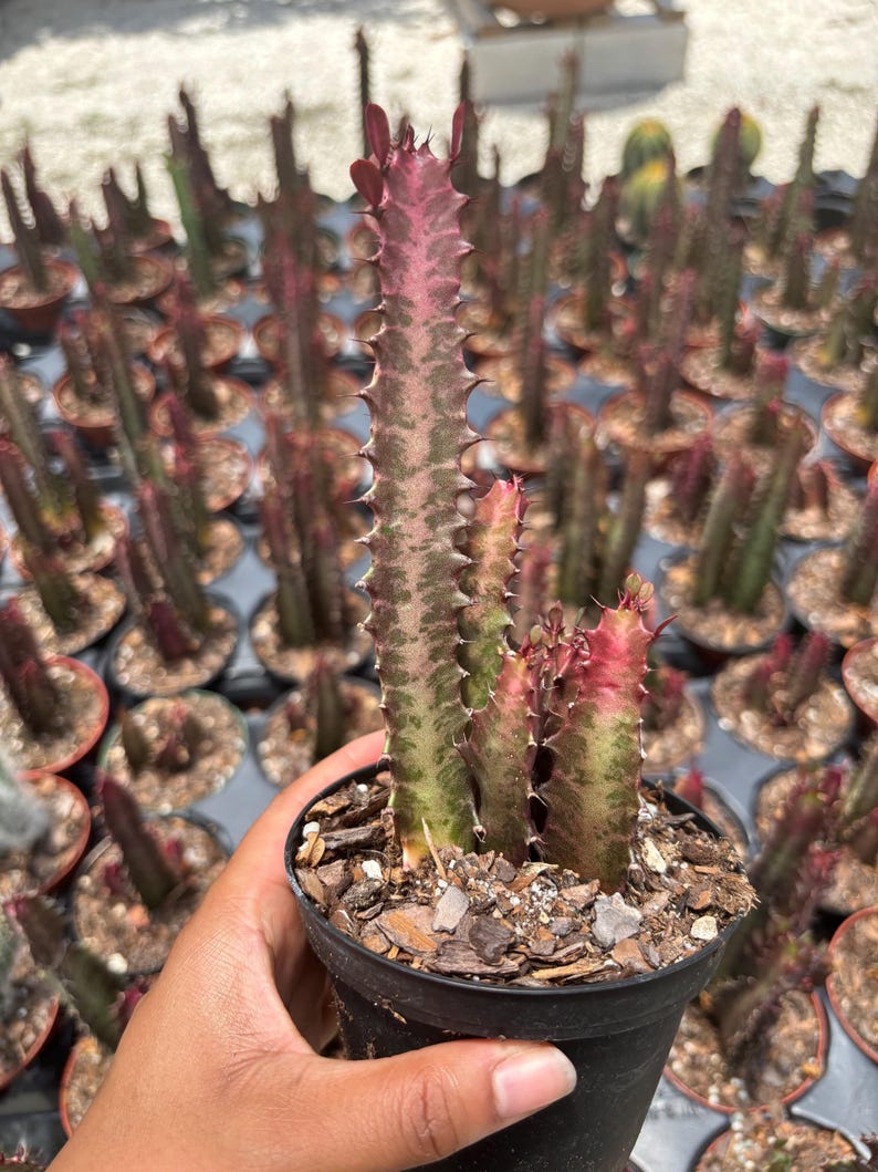 Euphorbia Trigona Ruby: Rare African Milk Tree - 4" Live Cactus - Etsy