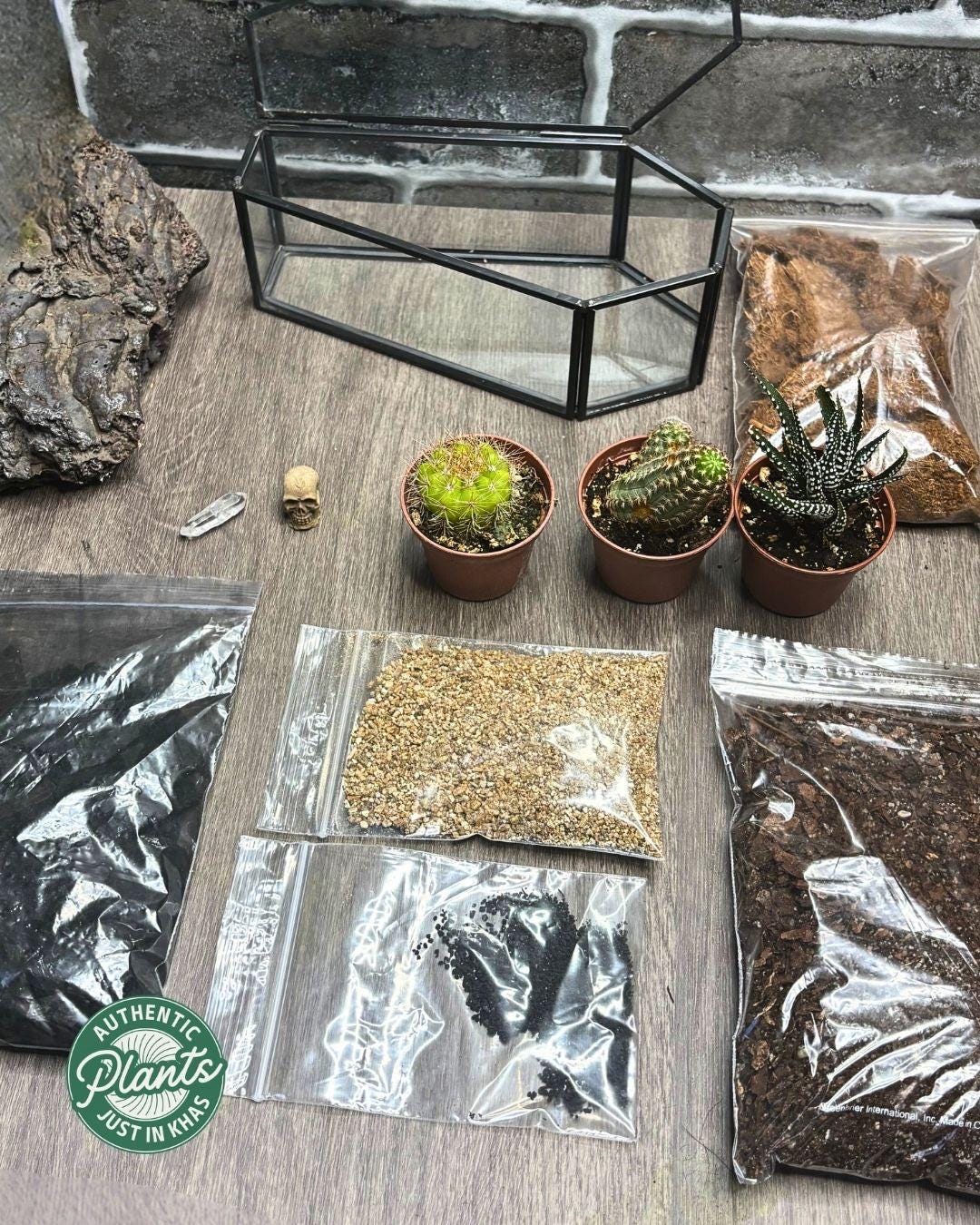 DIY Halloween Coffin Terrarium Kit: Succulents, Skull, and Crystal - Etsy