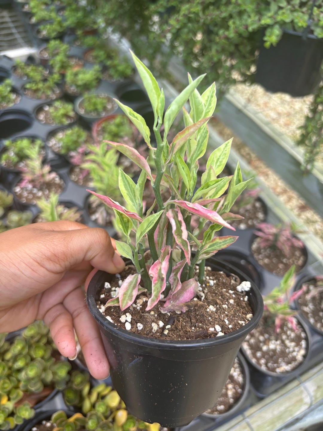 Variegated Devil's Backbone Plant - Pink Cactus Euphorbia - 4 Inch Pot ...