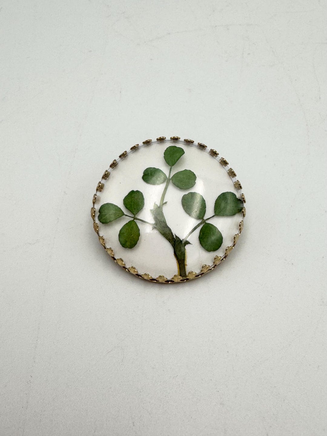 Vintage St Patrick's Day Brooch Pin Real Dried Shamrocks / Clovers 1-1/ ...
