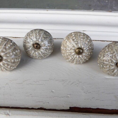 SEA URCHIN SHELL Decorative Dresser Drawer Pull Knob Beach - Etsy