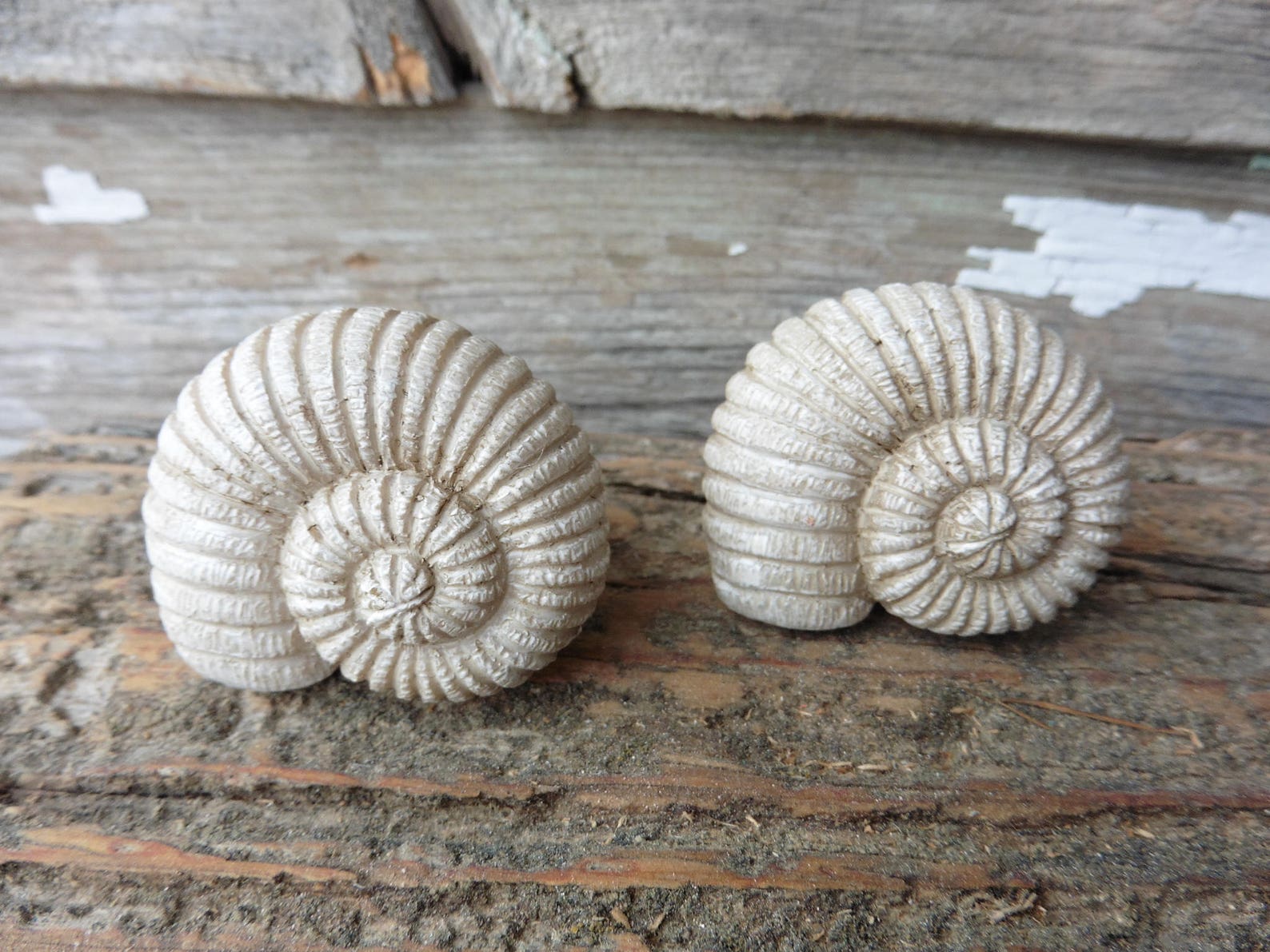 CONCH SHELL Decorative Dresser Drawer Pull Knob Beach - Etsy