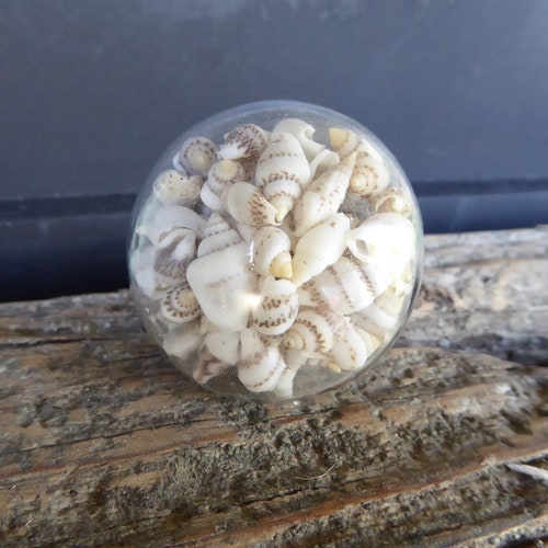 Seashell Knobs Nautical Knobs Beach Knobs Coastal Decor - Etsy