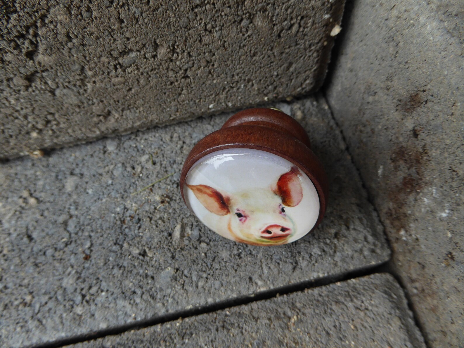 PIG Drawer Pull Wood & Glass Knob ~ Country Farm Dairy Animal Knob ...