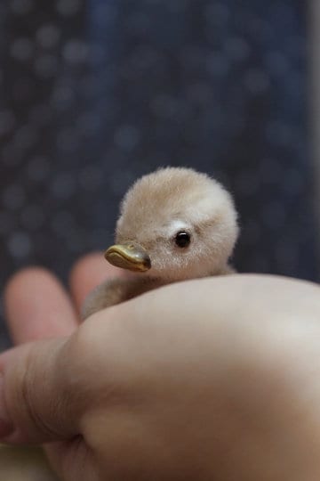 Miniature plush duck Realistic bird Duckling Decoration Artist | Etsy