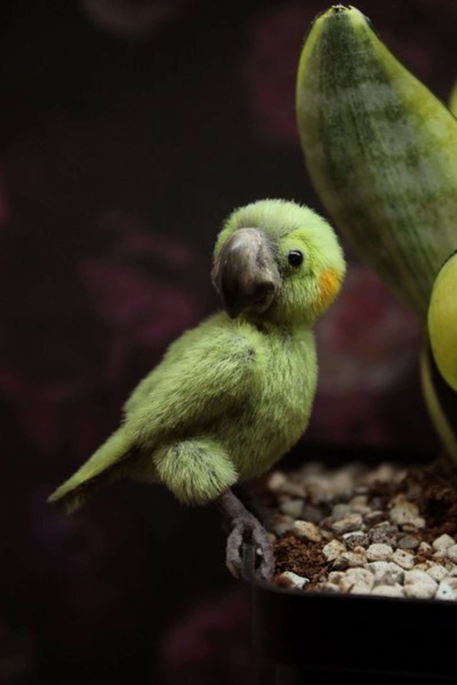 Macaw Miniature Doll Parrot Figurine Soft Toy Ooak Doll | Etsy